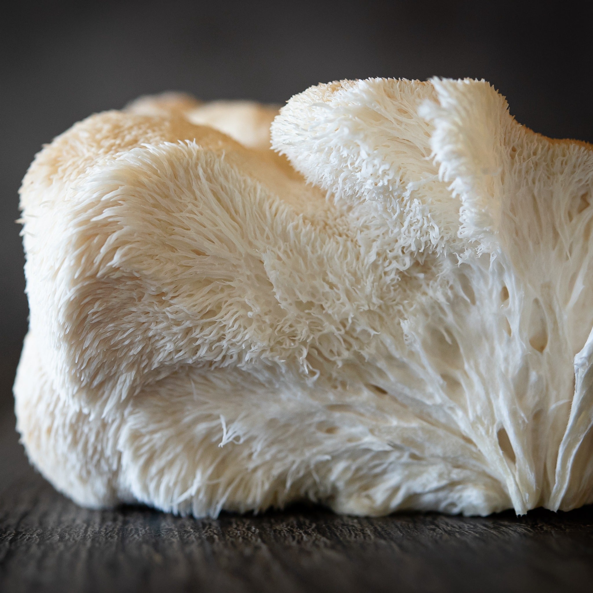 Lion's Mane – NutroMushroom